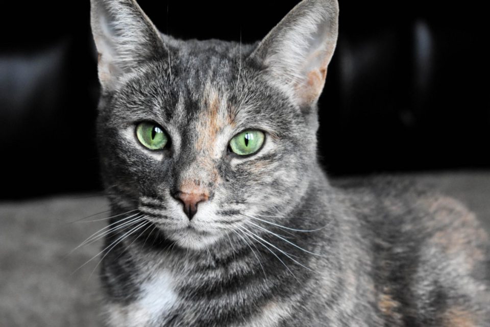 Dilute Tortoiseshell Cat - The Beauty Of Torties