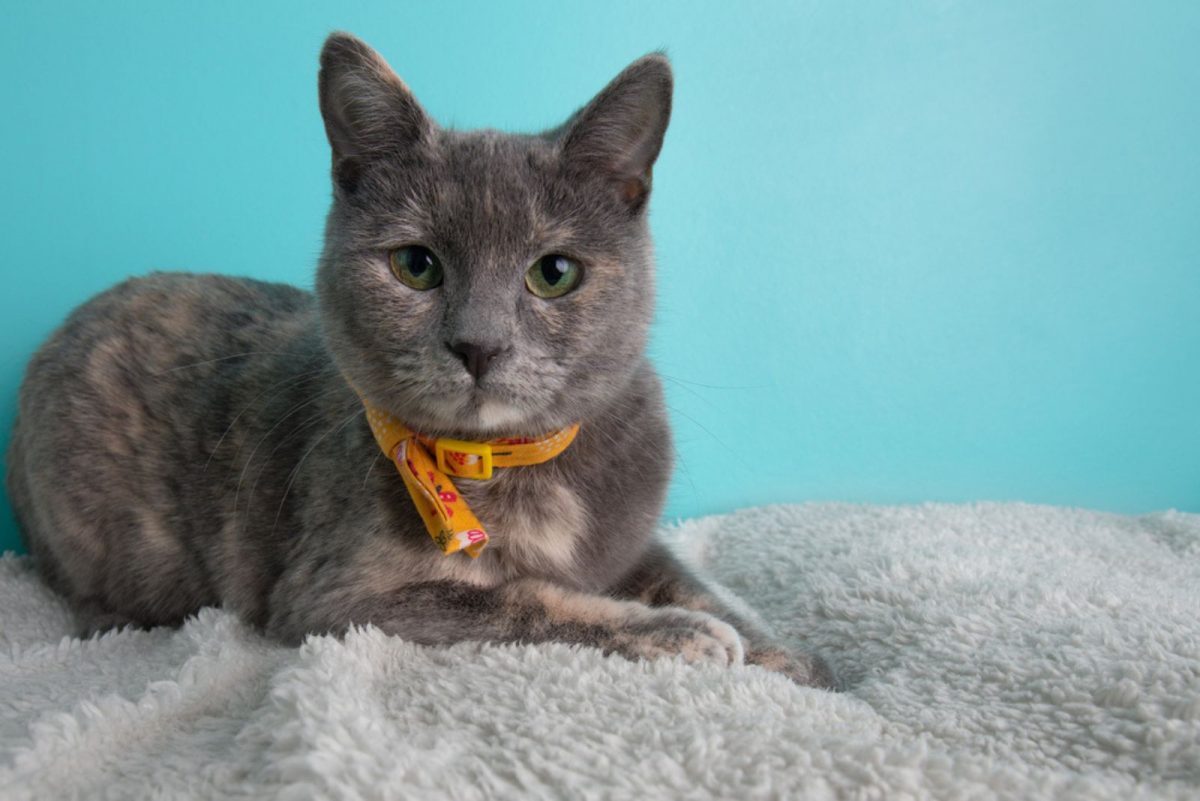 Dilute Tortoiseshell Cat - The Beauty Of Torties