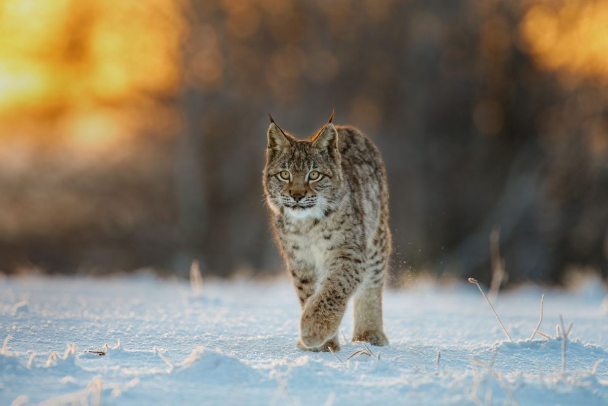 40 Wild Cat Breeds - Let’s Get Deep Into The Cat Wildlife