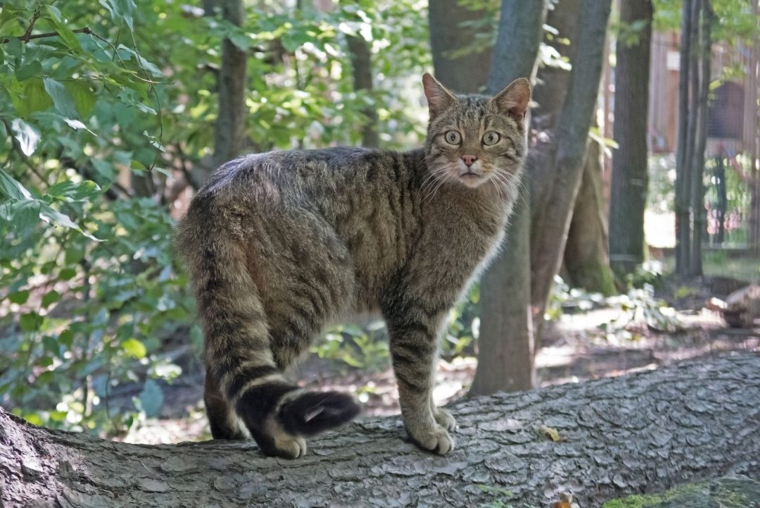 40 Wild Cat Breeds - Let’s Get Deep Into The Cat Wildlife