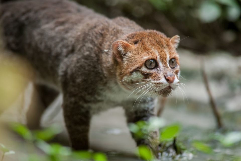 40 Wild Cat Breeds - Let’s Get Deep Into The Cat Wildlife
