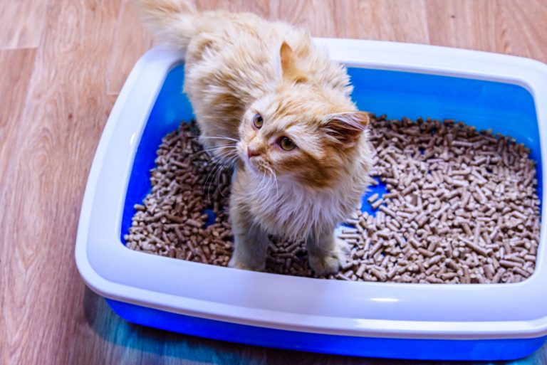 Cat Quality Of Life Chart - Determine Cat’s Health