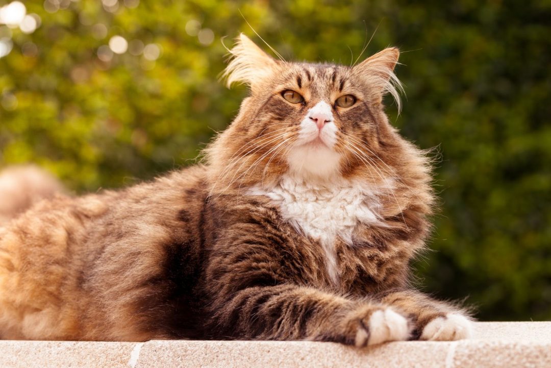 How Much Does A Munchkin Cat Cost -A Guide To All Expenses