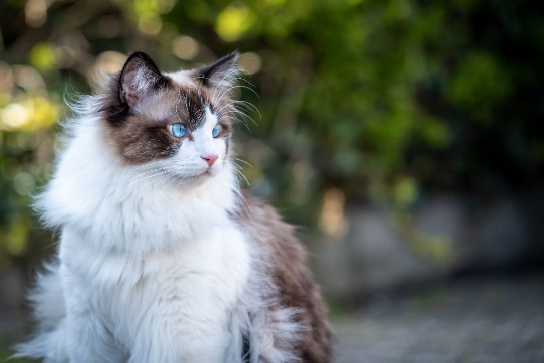 How Much Does A Munchkin Cat Cost -A Guide To All Expenses