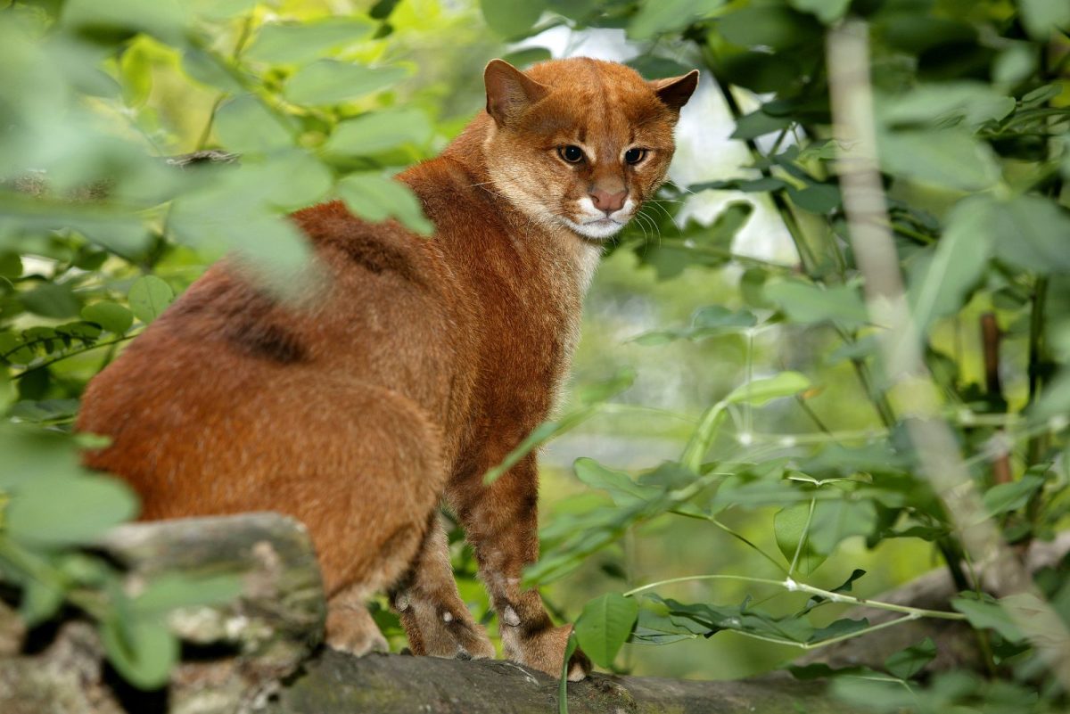 40 Wild Cat Breeds - Let’s Get Deep Into The Cat Wildlife
