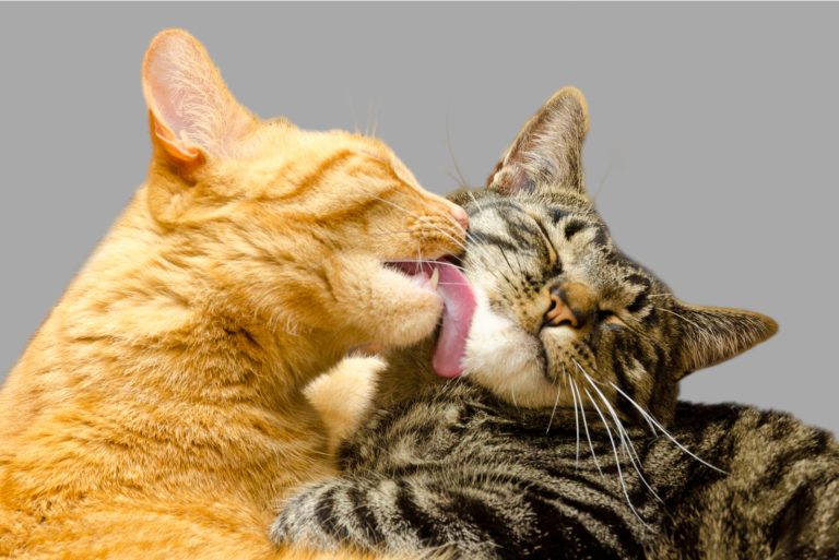 Cat Quality Of Life Chart - Determine Cat’s Health