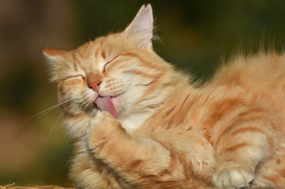 Orange Cat Behavior - Get To Know Sweet Gingersnaps