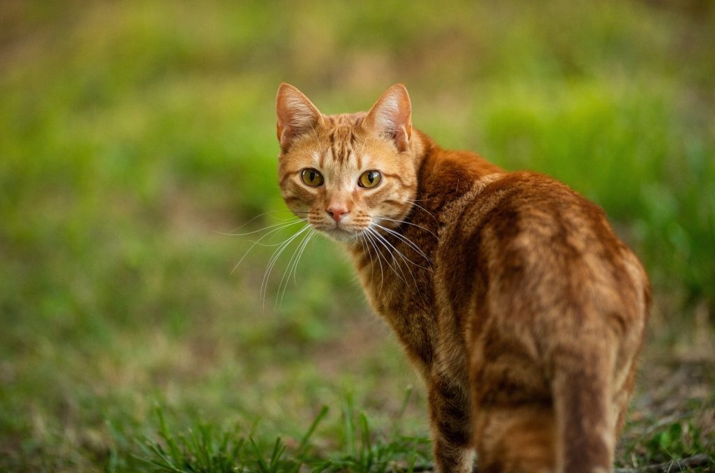 Orange Cat Behavior - Get To Know Sweet Gingersnaps
