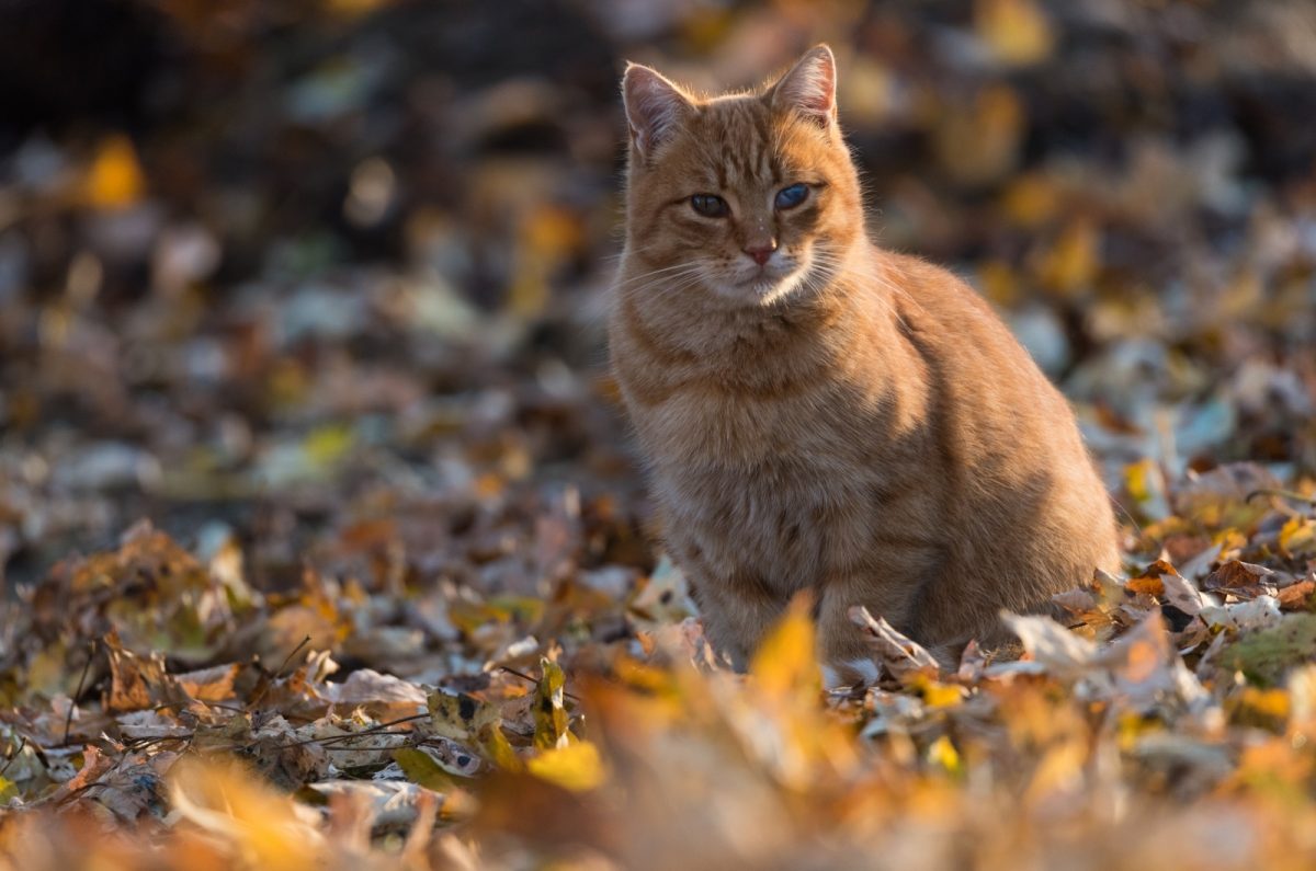 Orange Cat Behavior - Get To Know Sweet Gingersnaps