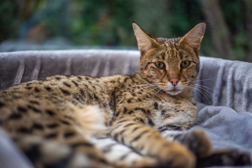 Cat Quality Of Life Chart - Determine Cat’s Health