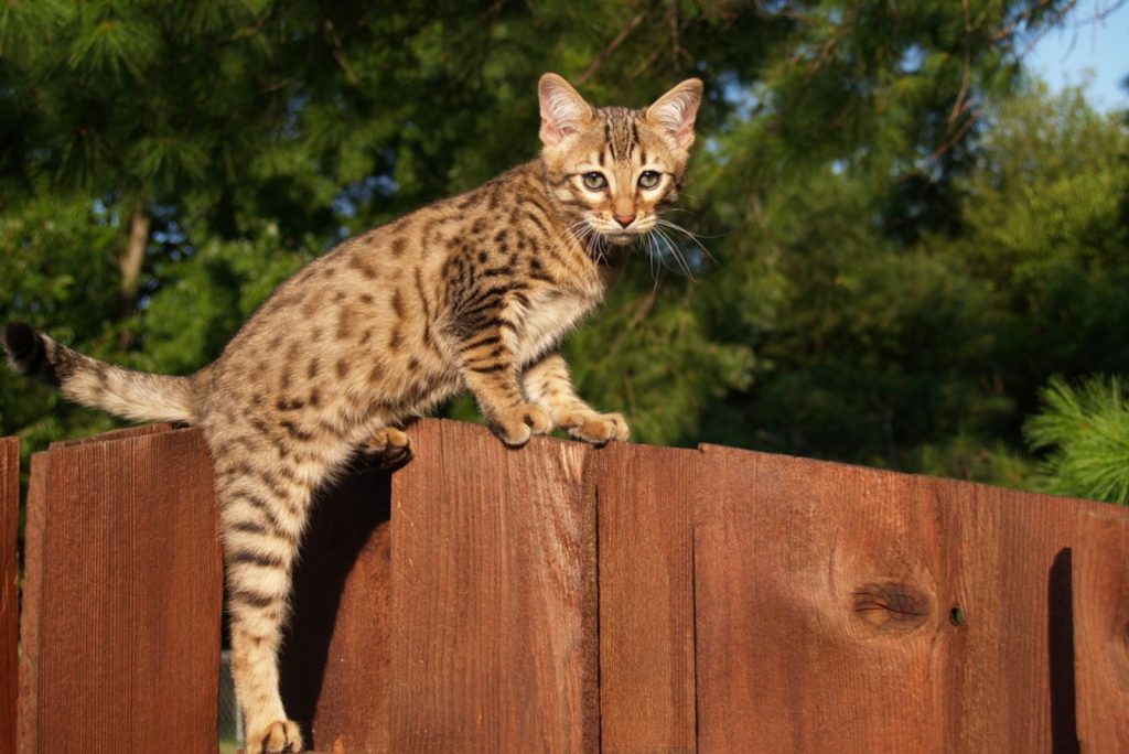 Savannah Cat Growth Chart - What Is The Size They Set On?