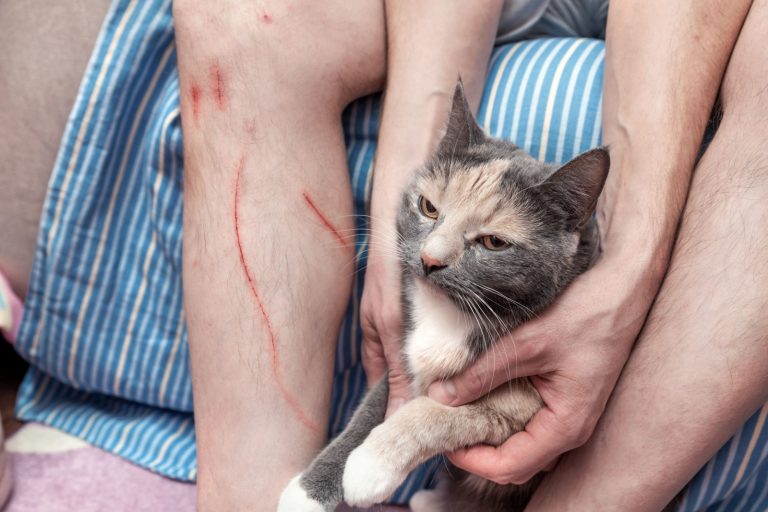Why Do Cat Scratches Itch - 8 Reasons