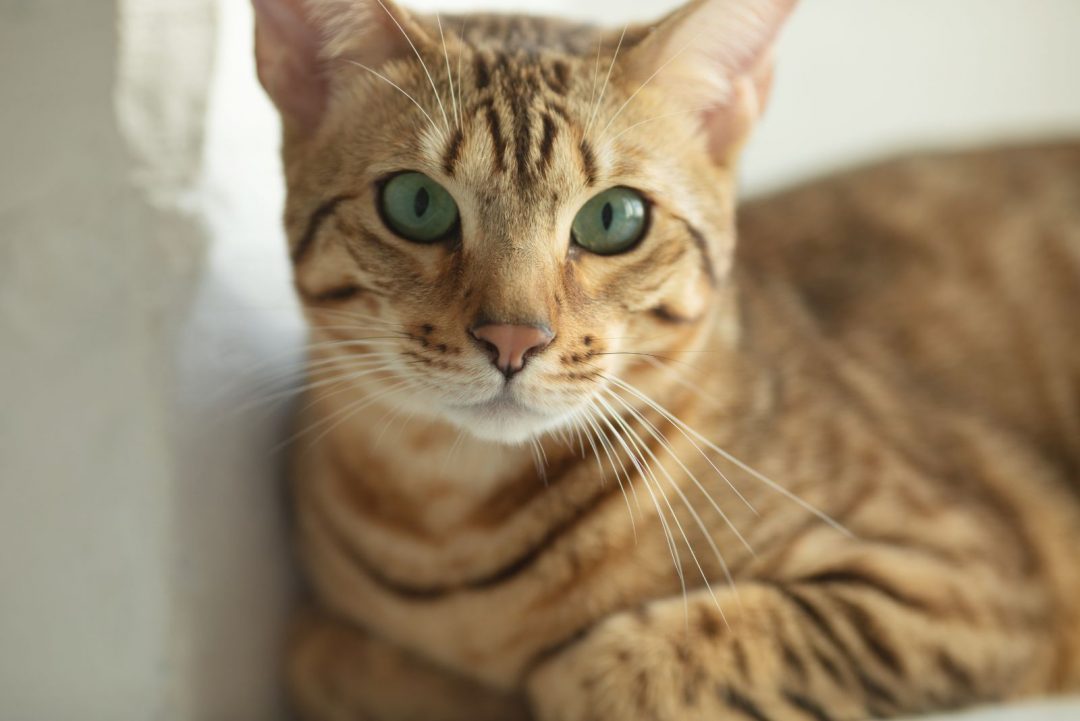 30 Rare Cat Breeds You Didn’t Know Exist