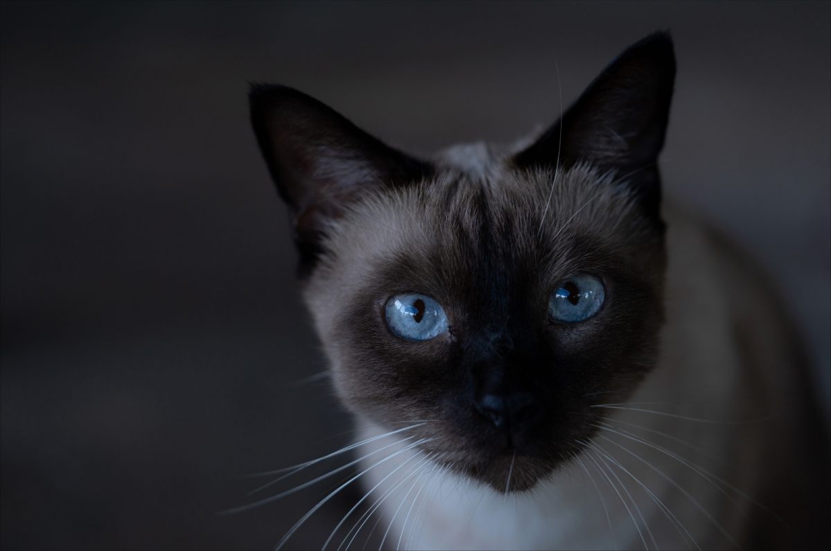 Black Siamese Cat - Is It Real?