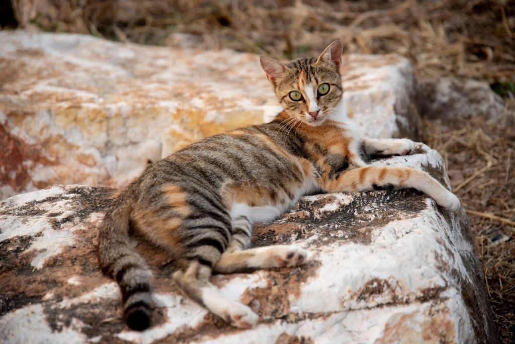 30 Rare Cat Breeds You Didn’t Know Exist