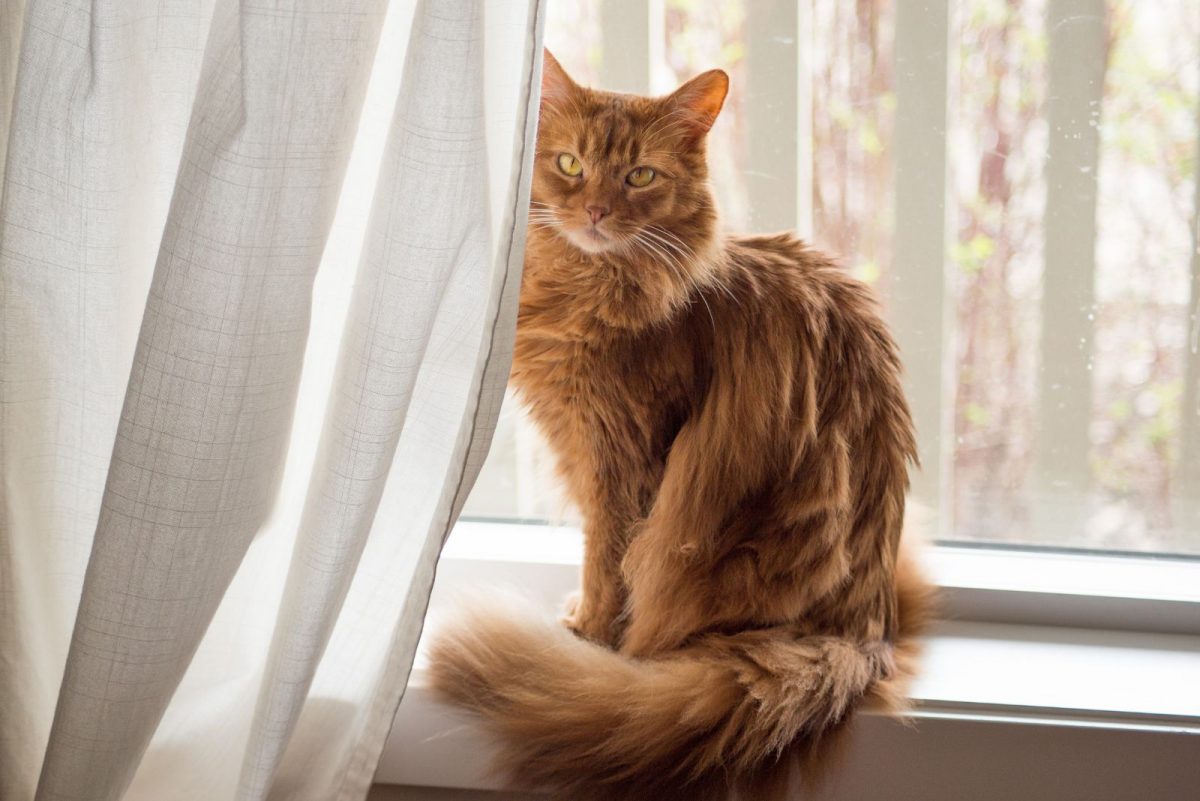 Orange Cat Breeds - Let’s Meet 18 Marmalade Cuties
