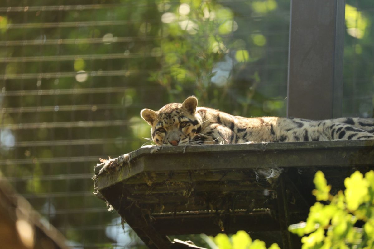 40 Wild Cat Breeds - Let’s Get Deep Into The Cat Wildlife