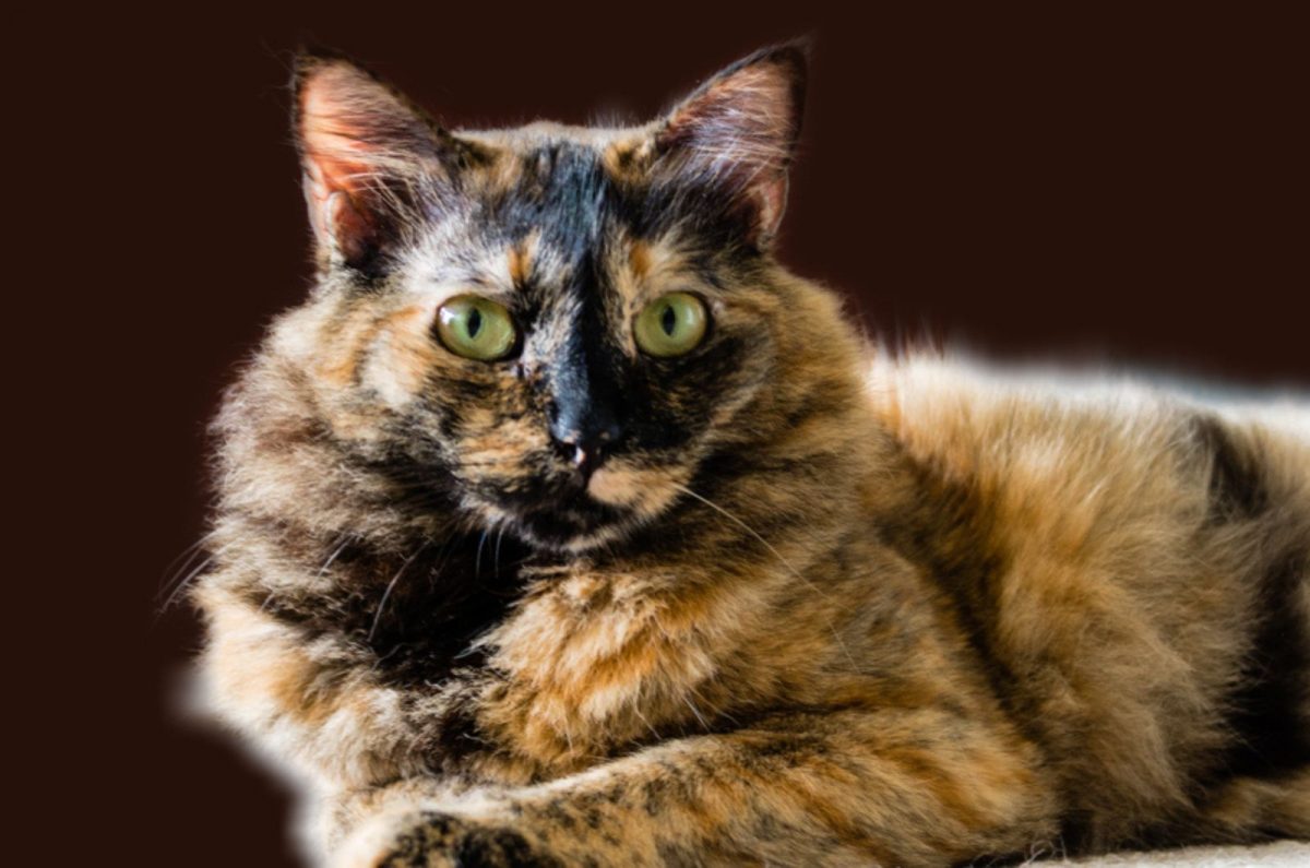 Dilute Tortoiseshell Cat - The Beauty Of Torties