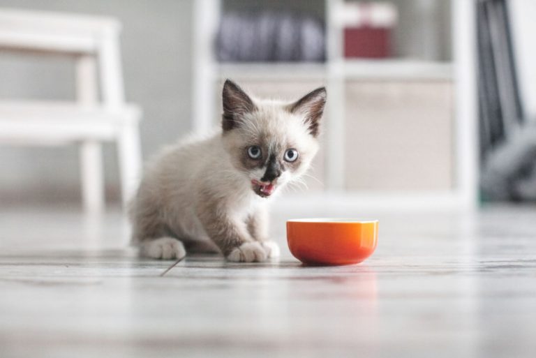 Kitten Feeding Chart By Age - A Feeding Guide For Cat Owners