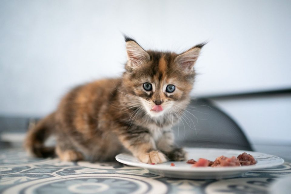 Kitten Feeding Chart By Age - A Feeding Guide For Cat Owners