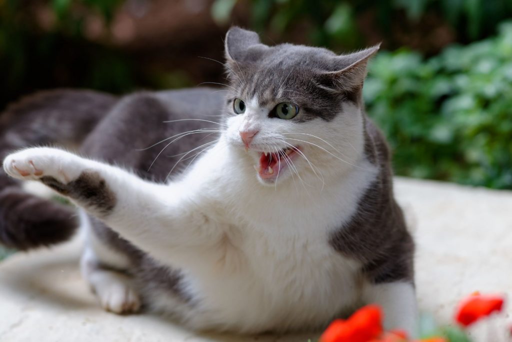 12 Traumatized Cat Symptoms - Notice And Help