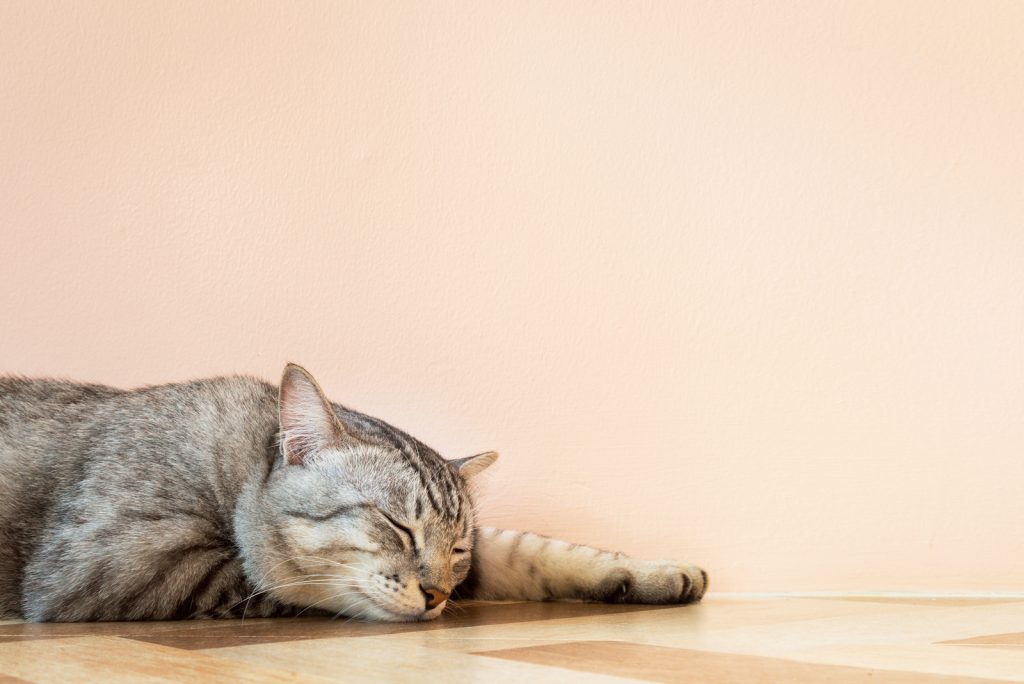Should I Leave My Dying Cat Alone?
