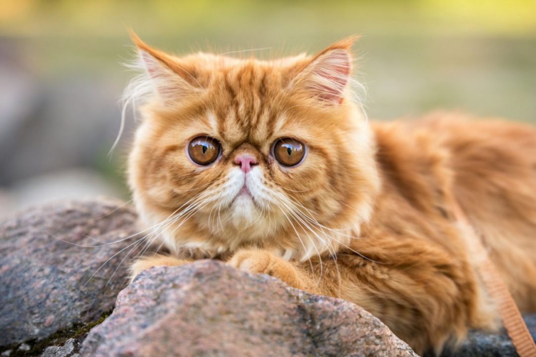 Orange Cat Breeds - Let’s Meet 18 Marmalade Cuties