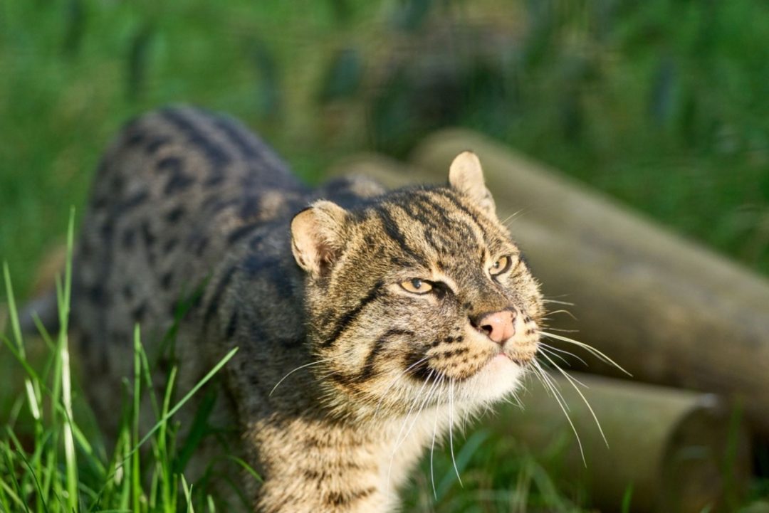 40 Wild Cat Breeds - Let’s Get Deep Into The Cat Wildlife