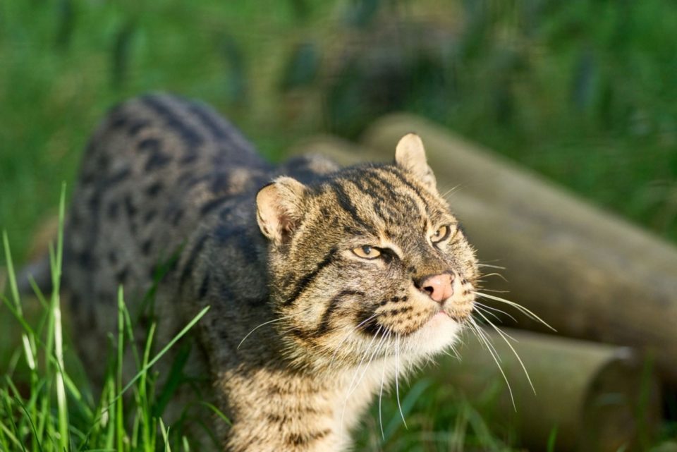 40 Wild Cat Breeds - Let’s Get Deep Into The Cat Wildlife