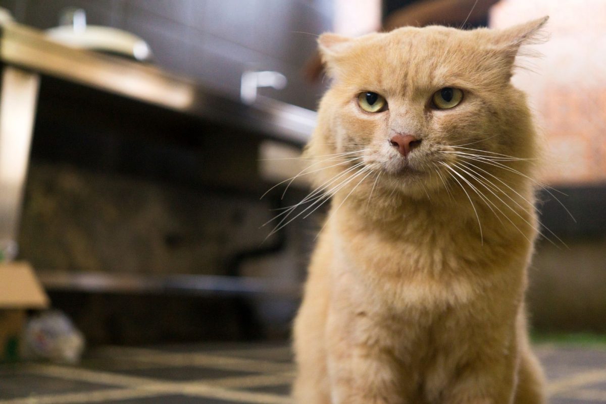 Orange Cat Breeds - Let’s Meet 18 Marmalade Cuties