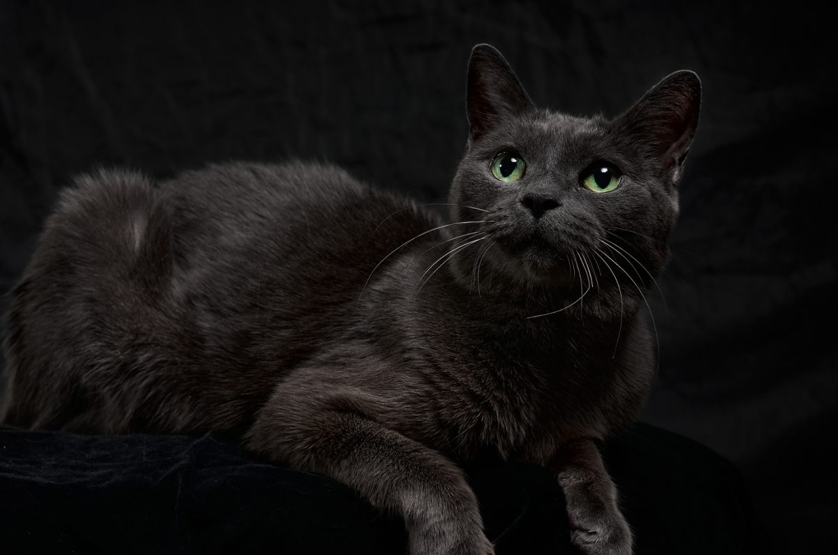 Black Cat Spiritual Meaning - Mystery Solved