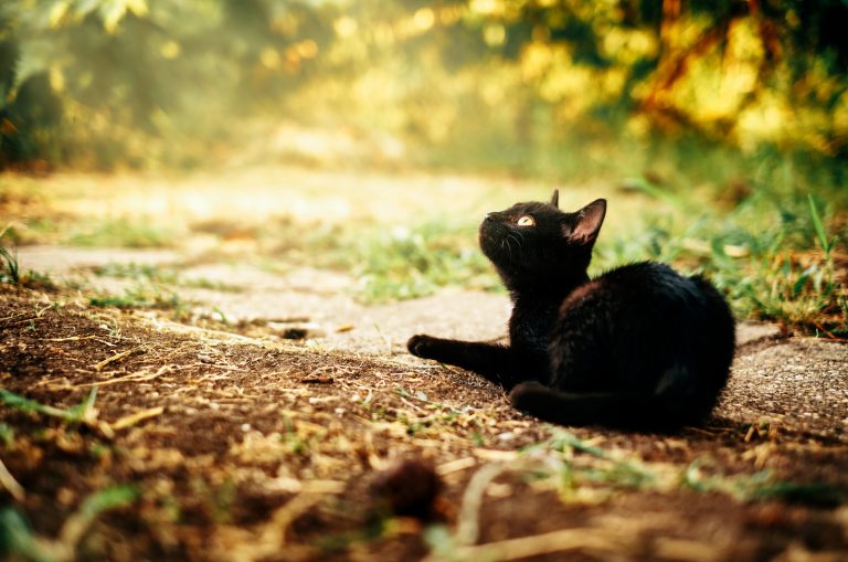 Black Cat Spiritual Meaning - Mystery Solved