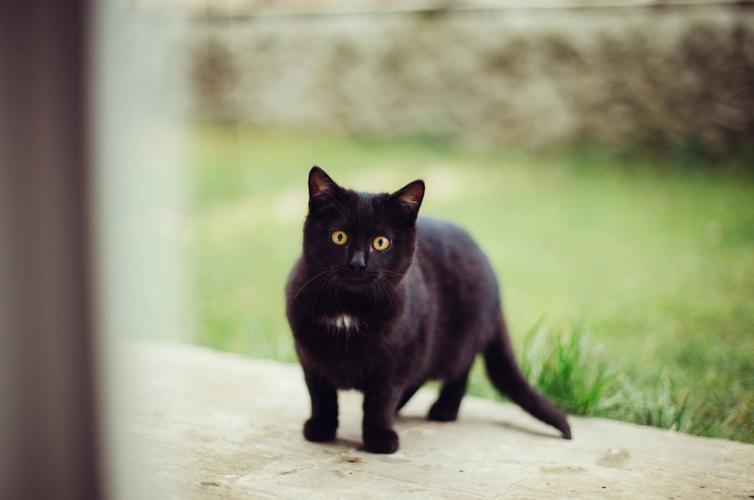 Black Cat Spiritual Meaning - Mystery Solved