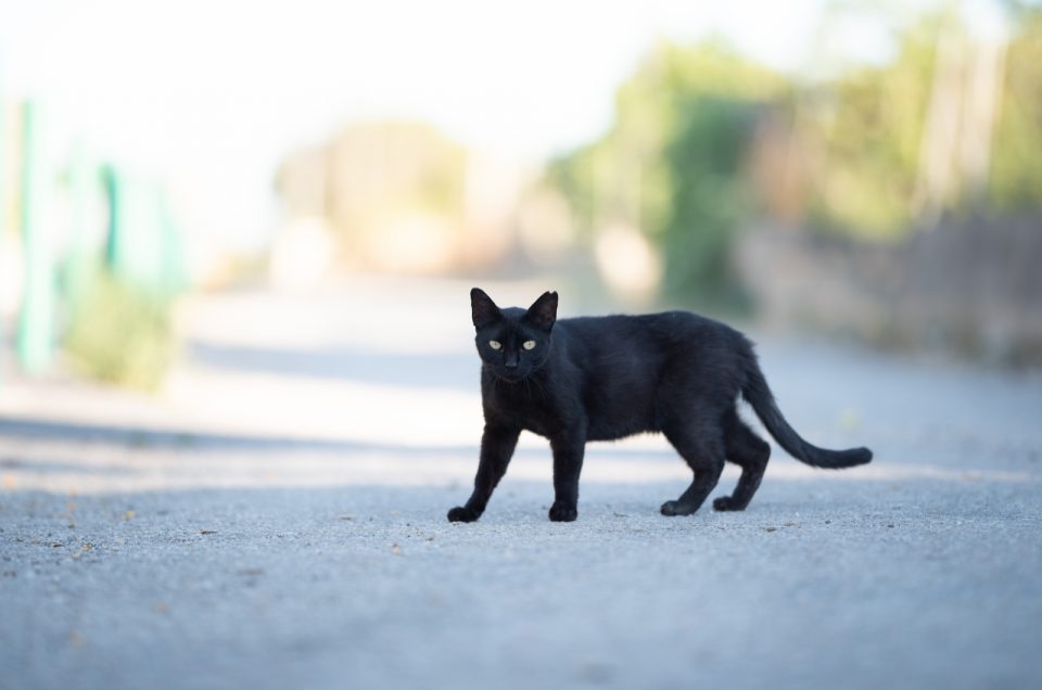 Black Cat Spiritual Meaning - Mystery Solved