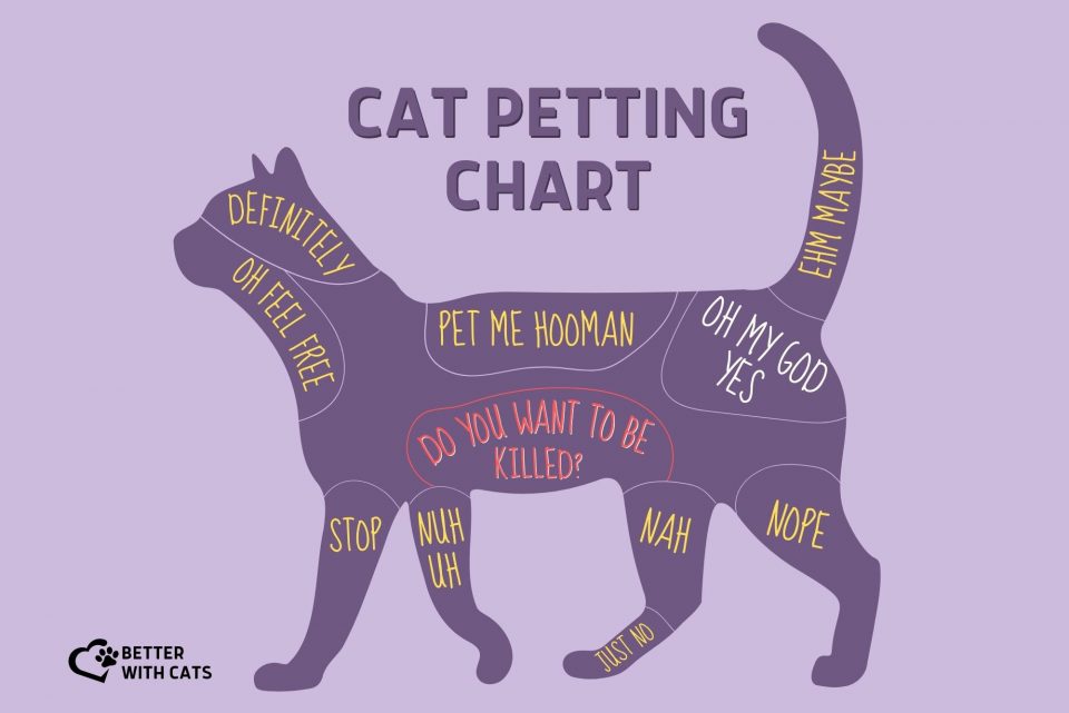 Cat Petting Chart - Learn How To Pet Your Pet