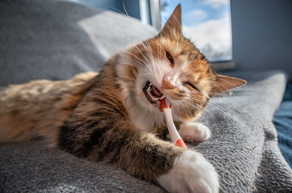 Cat Gum Color Chart - A Guide For Cat Owners