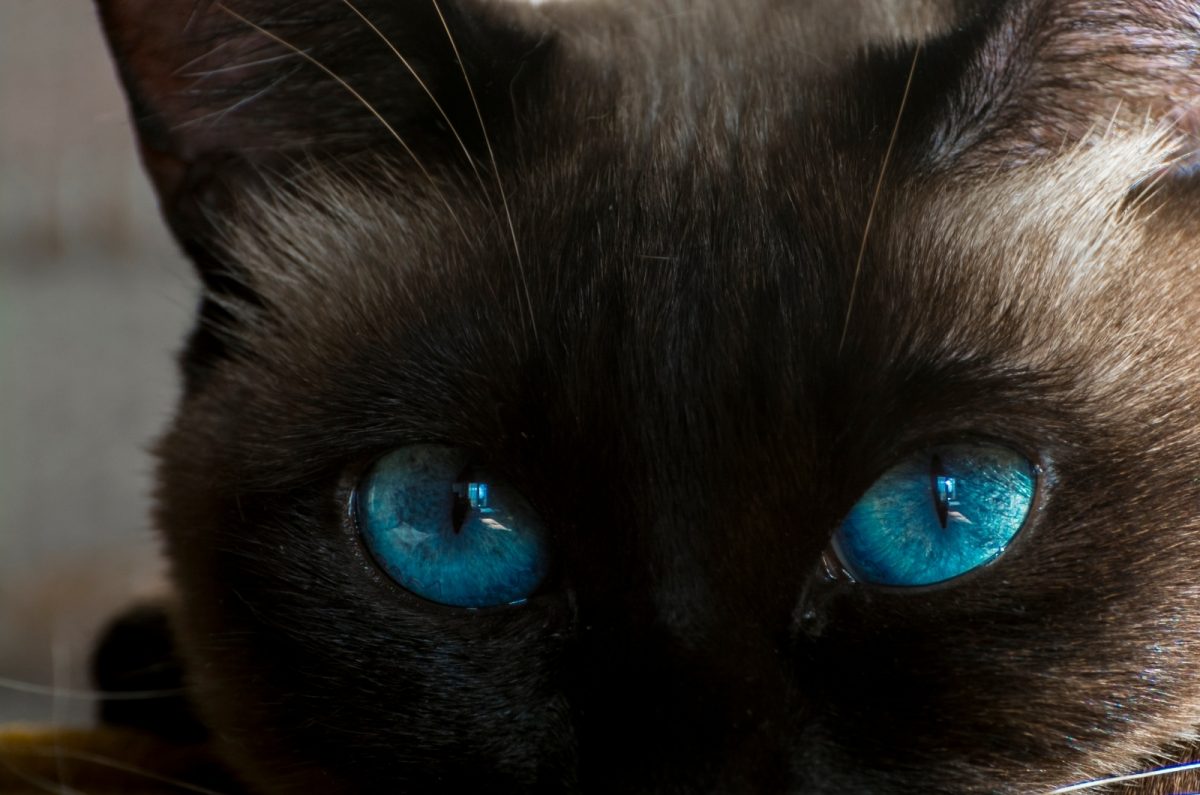 Black Siamese Cat - Is It Real?