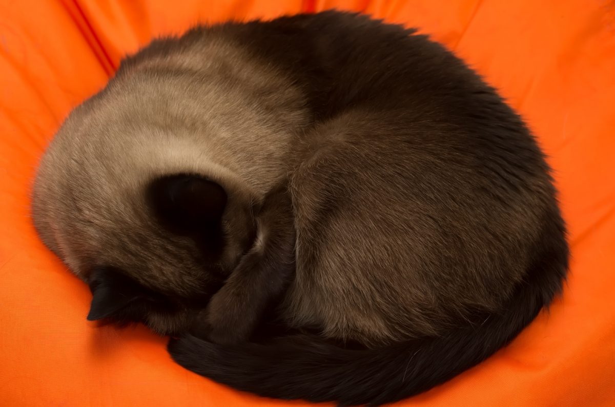 Black Siamese Cat - Is It Real?