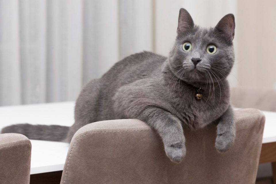 30 Rare Cat Breeds You Didn’t Know Exist