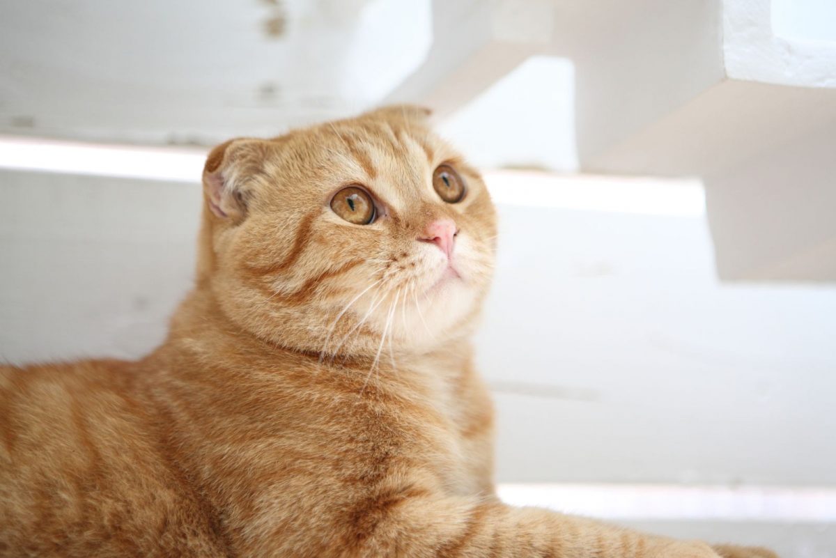 Orange Cat Breeds - Let’s Meet 18 Marmalade Cuties