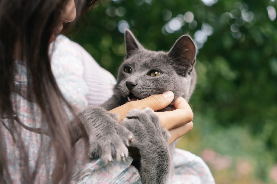 Why Do Cat Scratches Itch - 8 Reasons