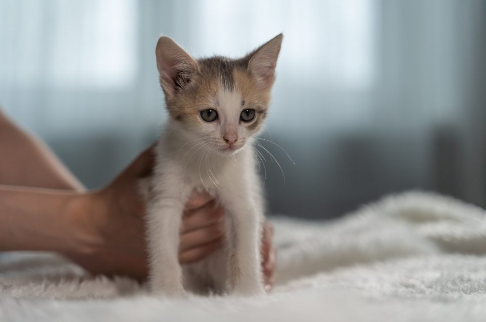 Cat Growth Chart - How Big Your Kitten Is Going To Be?