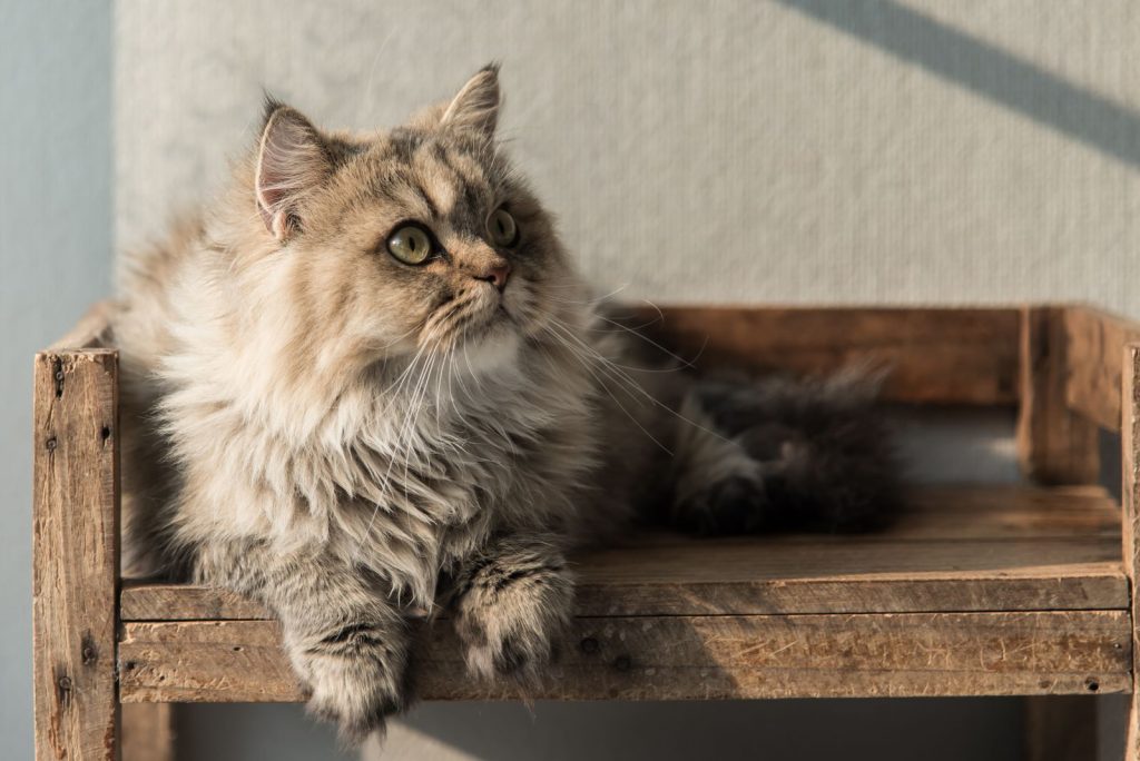 Persian Cat Growth Chart - The Ideal Guide