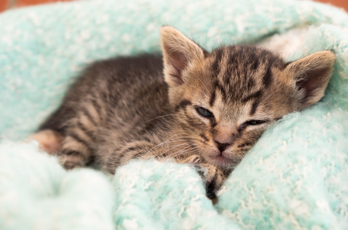 Cat Growth Chart - How Big Your Kitten Is Going To Be?