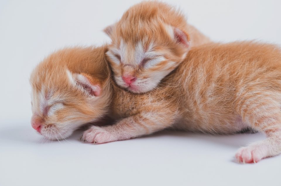 Cat Growth Chart - How Big Your Kitten Is Going To Be?