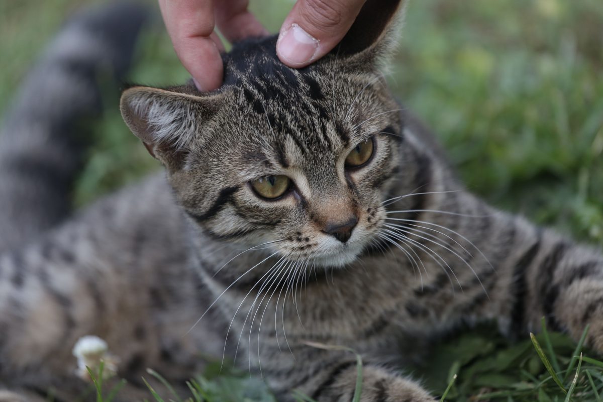Cat Petting Chart - Learn How To Pet Your Pet