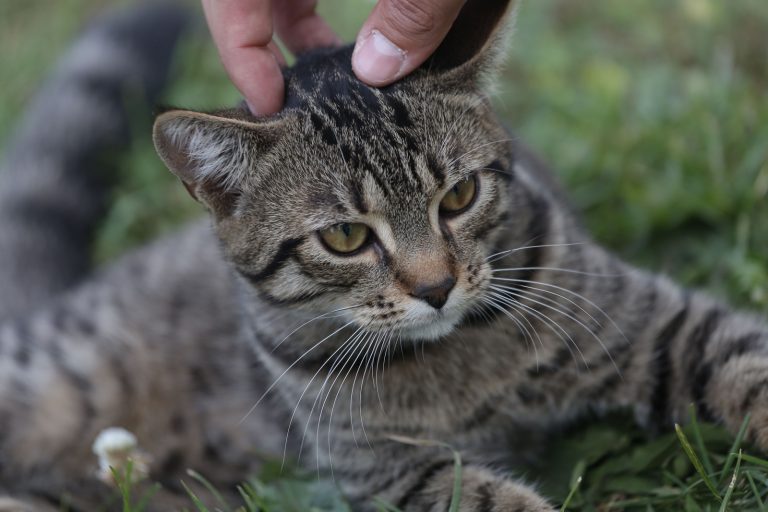 Cat Petting Chart - Learn How To Pet Your Pet
