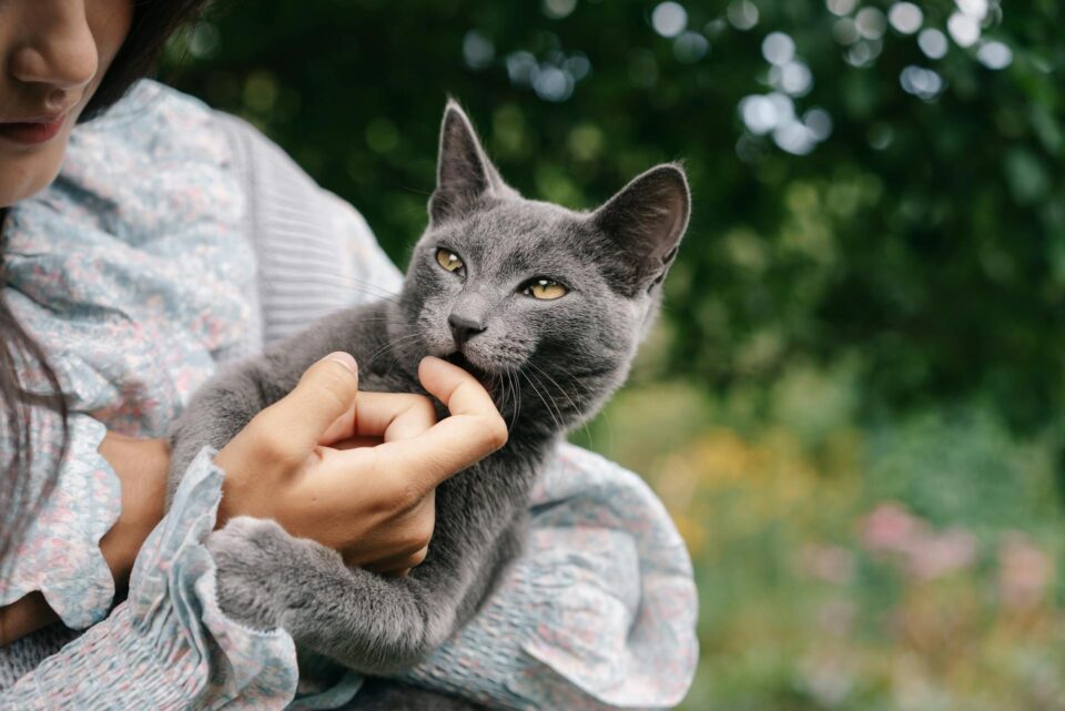 Why Do Cat Scratches Itch - 8 Reasons