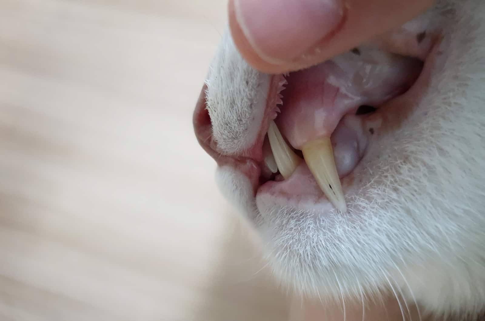 Anemic Cat Gums Anemic Cat Gums