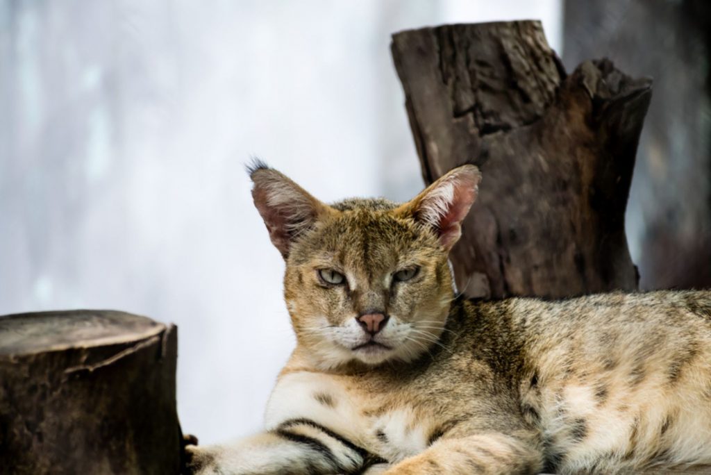 40 Wild Cat Breeds - Let’s Get Deep Into The Cat Wildlife